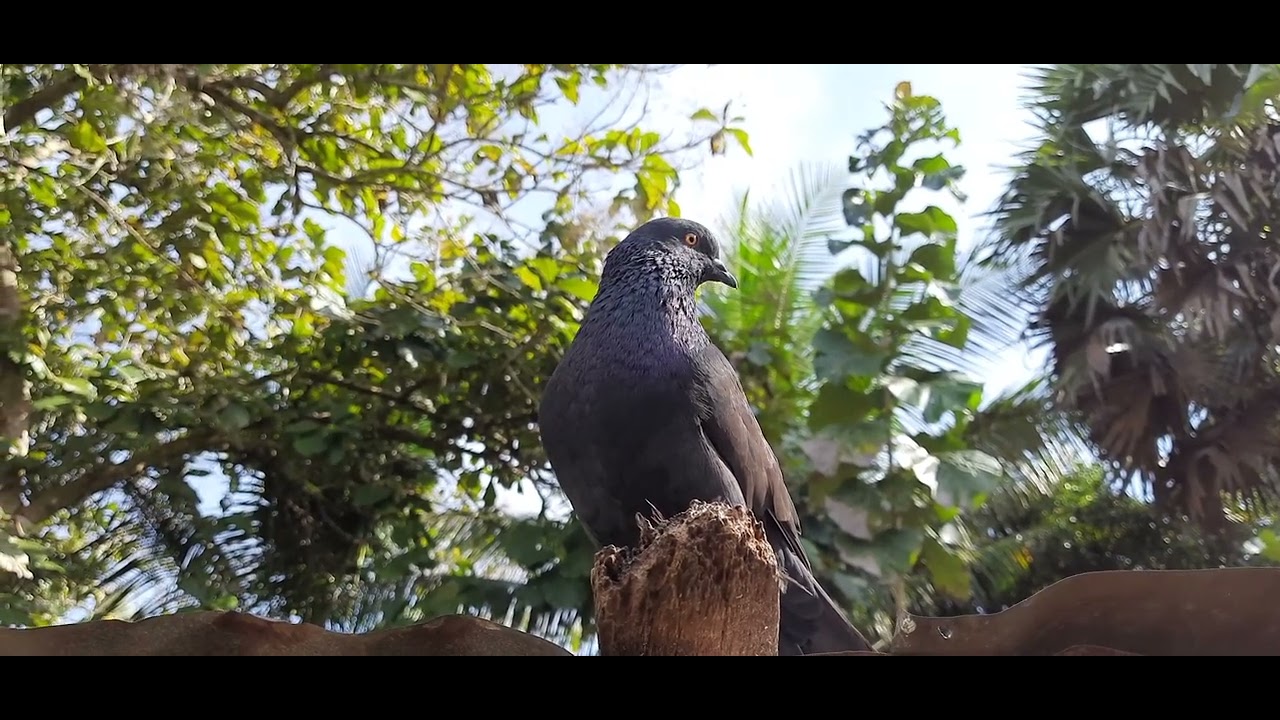 black boot pigeon - YouTube