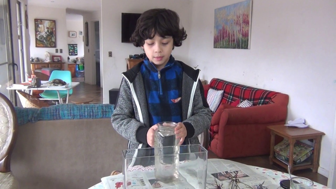 Natural Science - photosynthesis Ignacio Meyer II - YouTube