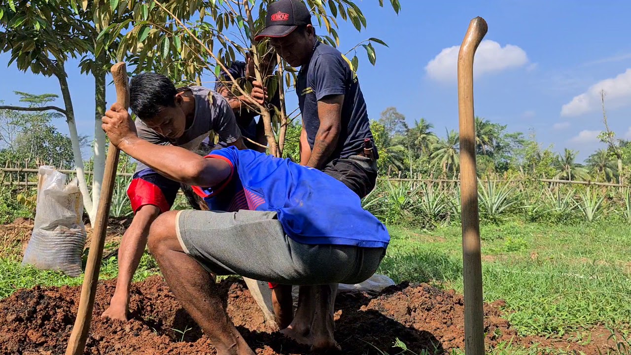 Contoh Cara menanam Triple Tree Planting yang benar. - YouTube