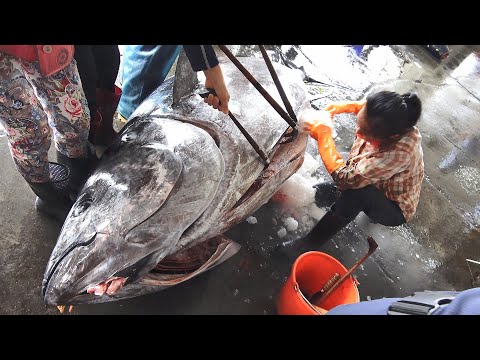 Havest 400KG Giant Bluefin Tuna- Catch Hundred  Tuna Fish in Sea