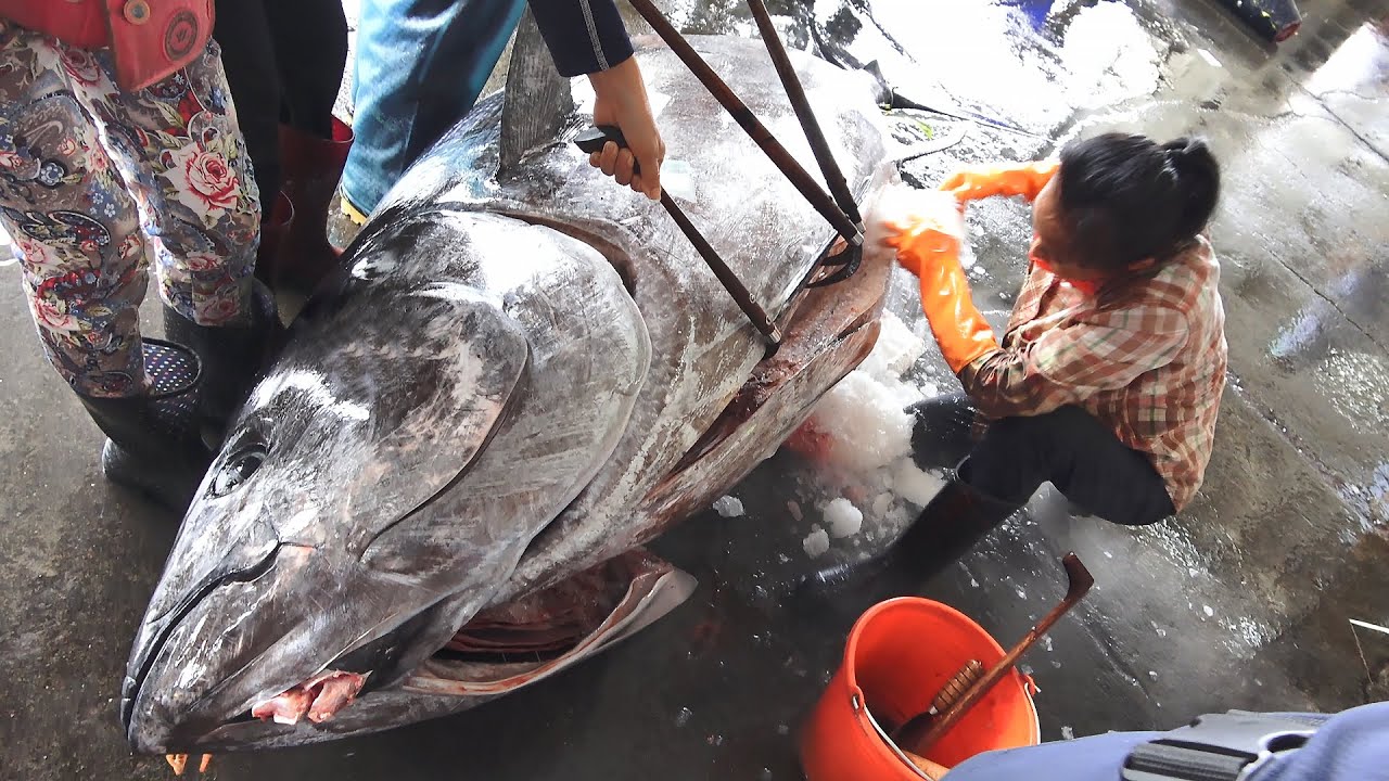 Havest 400KG Giant Bluefin Tuna- Catch Hundred Tuna Fish in Sea - YouTube