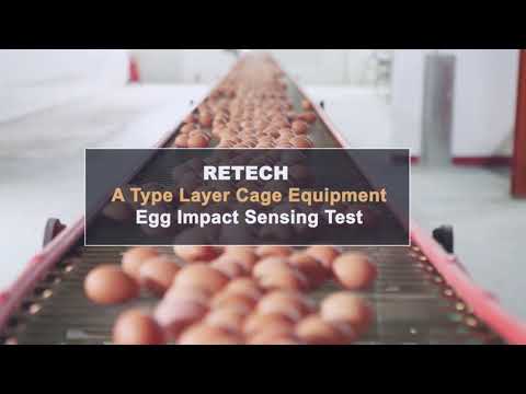 A Type Layer Cage Equipment Egg Impact Sensing Test - RETECH Farming #chickencage #poultryequipment
