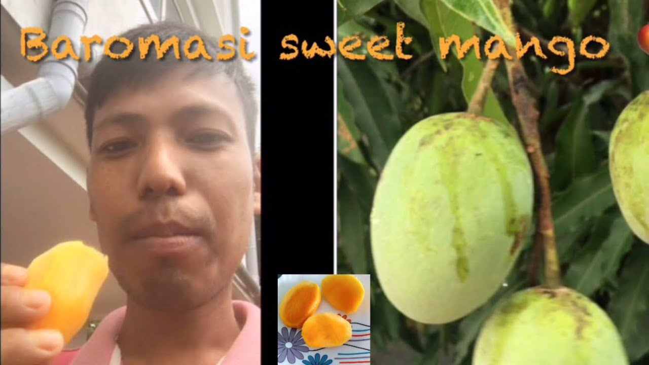 Baromasi sweet mango 🥭 || - YouTube