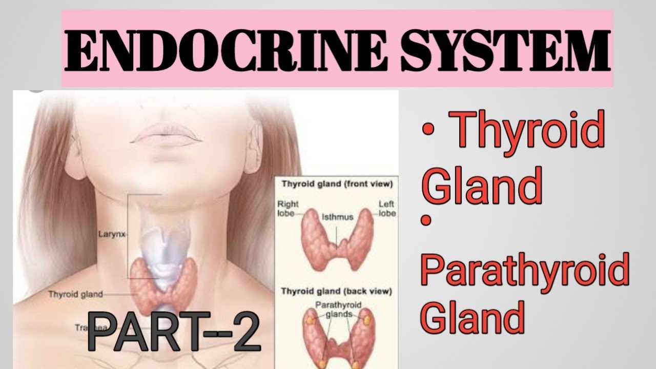 THYROID & PARATHYROID GLAND | NOTES | THE ENDOCRINE SYSTEM | ANATOMY ...