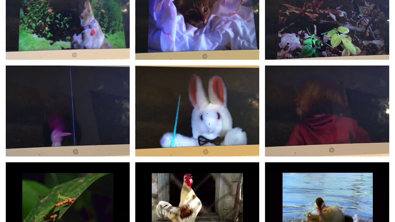 9 Animals Around Me Music Videos At The Same Time - YouTube