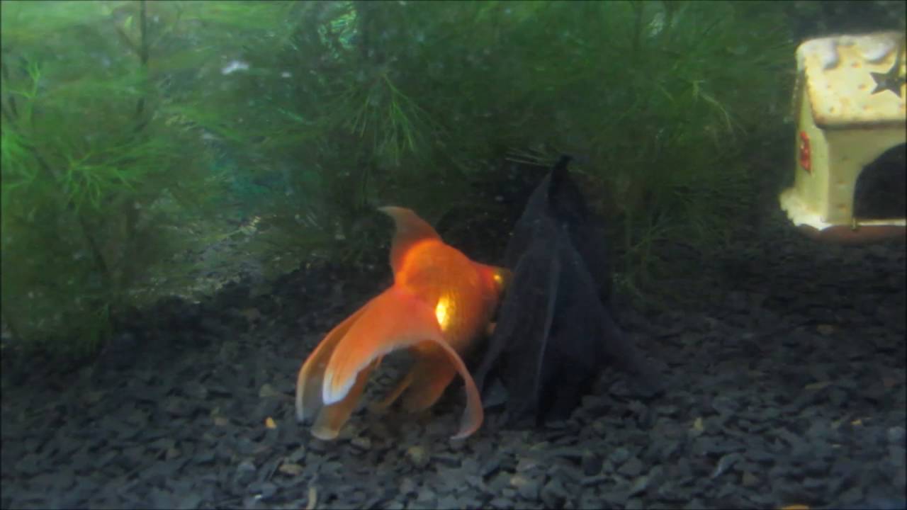 Vida de Peixe - Peixe Dormindo Descansando - YouTube