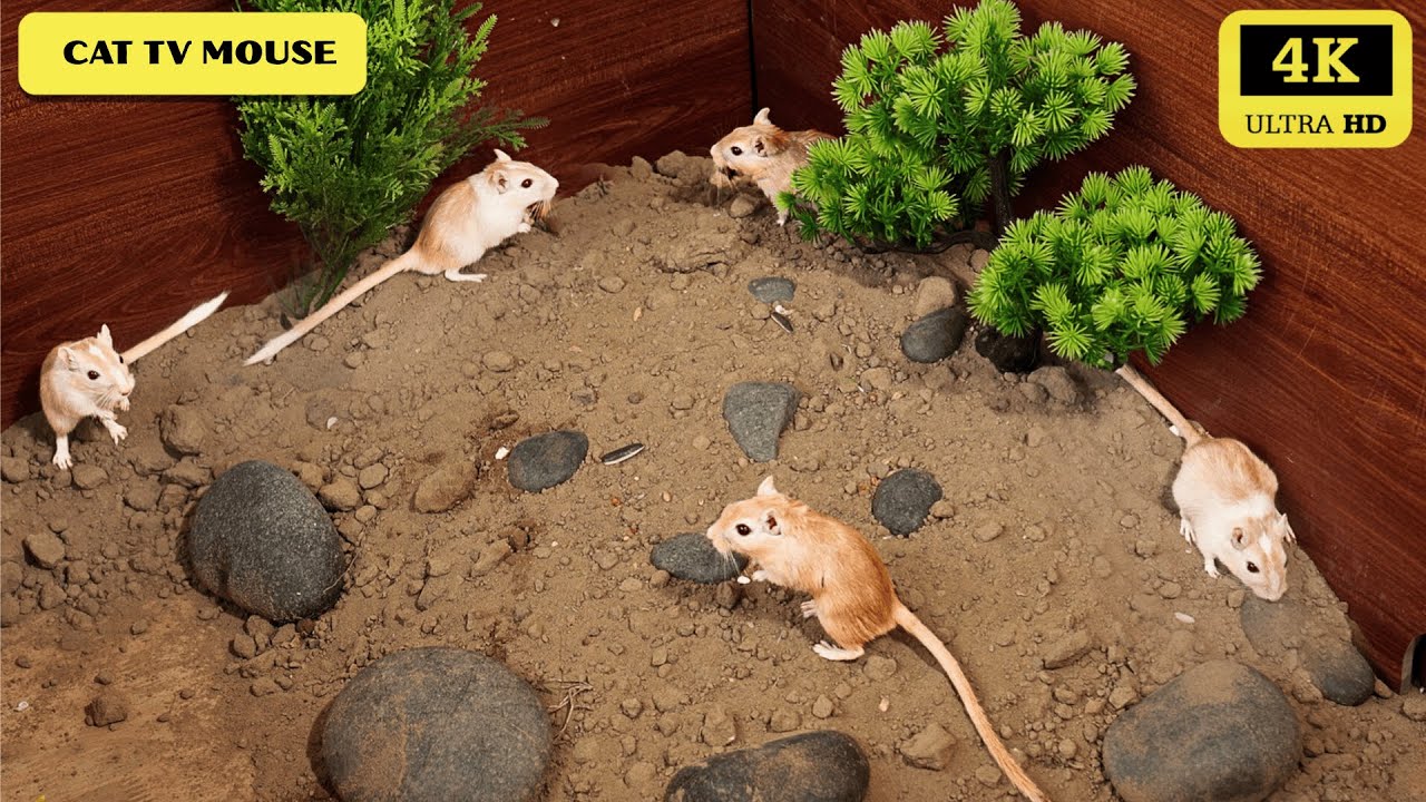 Cat TV Mouse in 4K: Real Mice Playing Hide & Seek in Rocky Garden Maze ...