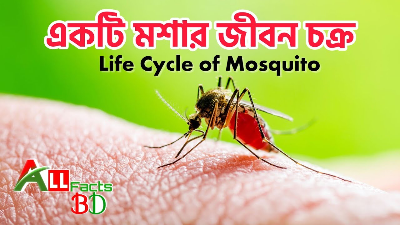 একটি মশার জীবন চক্র | Mosquito Life Cycle | All Facts BD - YouTube