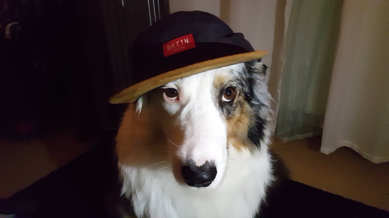 RAP DOG! - YouTube