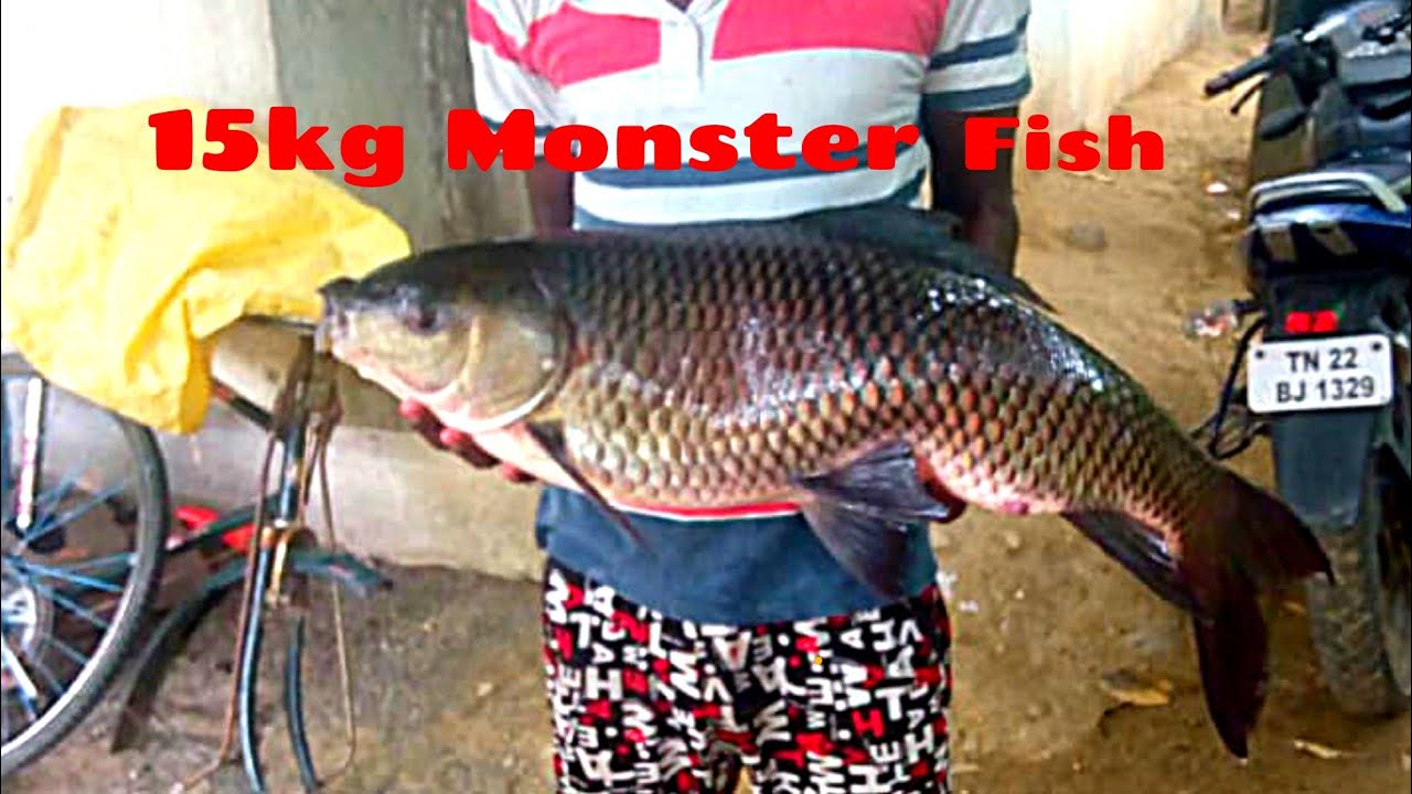 15kg monster rohu fish caught by hook stars - YouTube