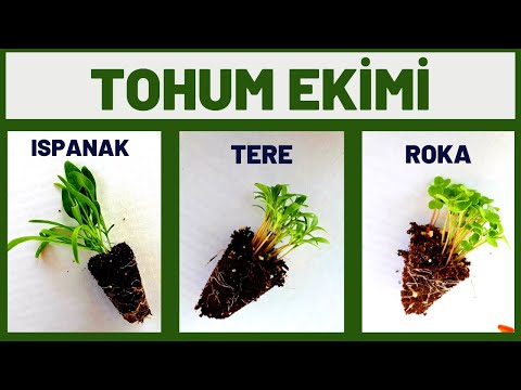 TERE ROKA ISPANAK TOHUMU EKİMİ
