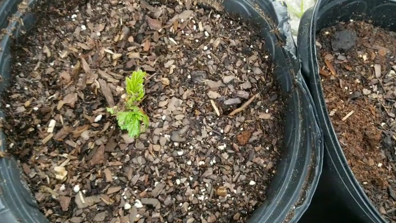Bare root Anne Golden Raspberry plants part 1 - YouTube