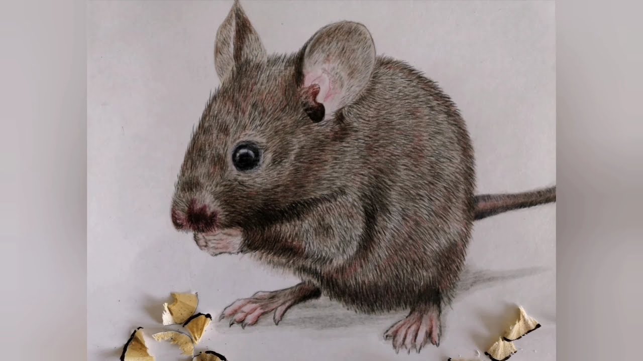 Как нарисовать реалистичную мышку карандашами/How to draw a realistic ...