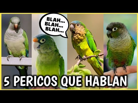 Pericos: Aves Que Hablan | Loros Y Guacamayos
