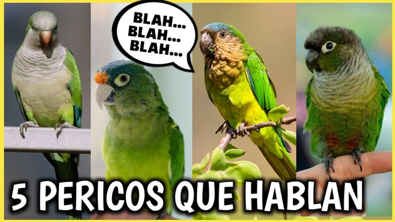 5 PERICOS HABLANDO ¡Los MEJORES! | Pericos verdes que hablan - YouTube