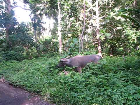 water Buffalo on Karkar Island, Papua New Guinea - YouTube
