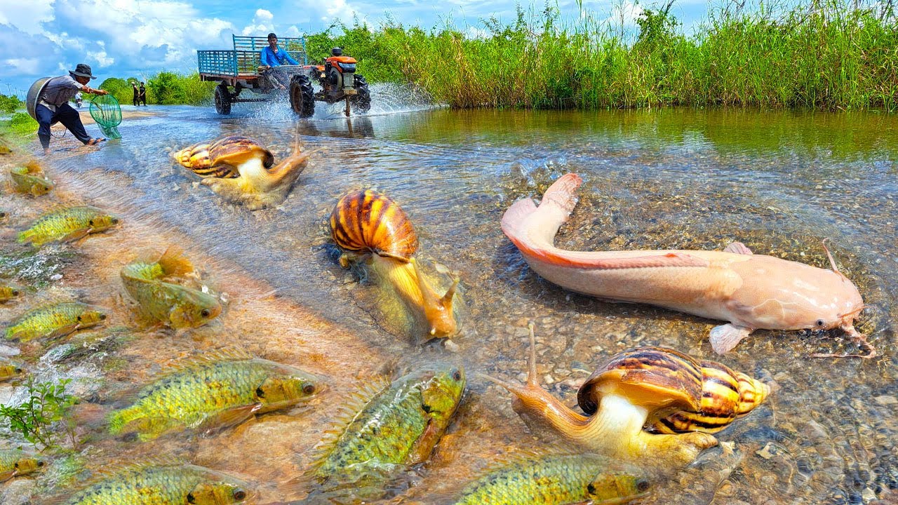 Unique Fishing, How to catch fish, a smart man catch a lot of fish ...