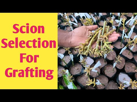 Scion Selection Technique For Mango Grafting | मैंगो ग्राफ्टिंग के लिए ...
