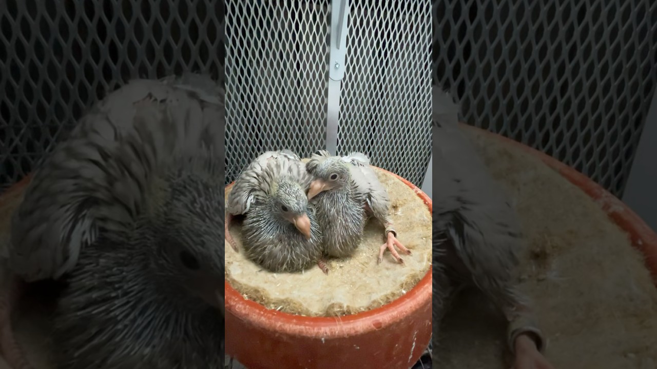 3 parejas de pichones #loscuchipalomero305 #pigeon #bird # ...