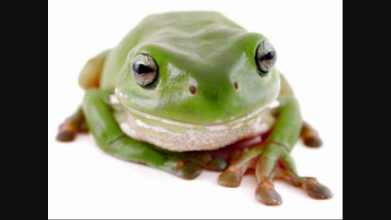 White's Treefrog Call - YouTube