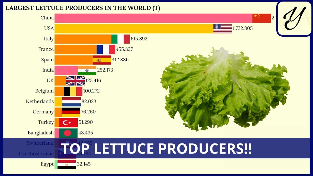 Largest LETTUCE PRODUCERS in the WORLD - YouTube