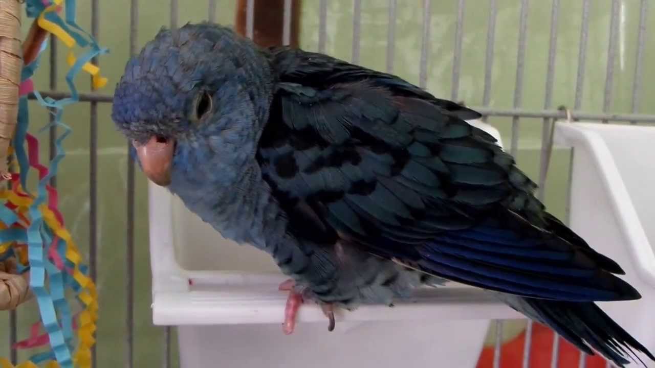 Avian Rhinoliths or Nose Stones | Lineolated Parakeet with Nose Stones ...