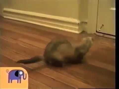 Noggin/Nick Jr. Critter Corner - Ferrets (2003-2009/2009-2012) (HQ ...