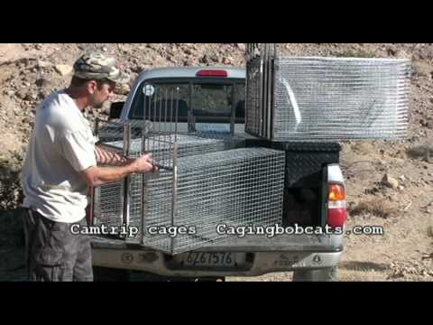 bobcat cage traps -Camtrip - YouTube