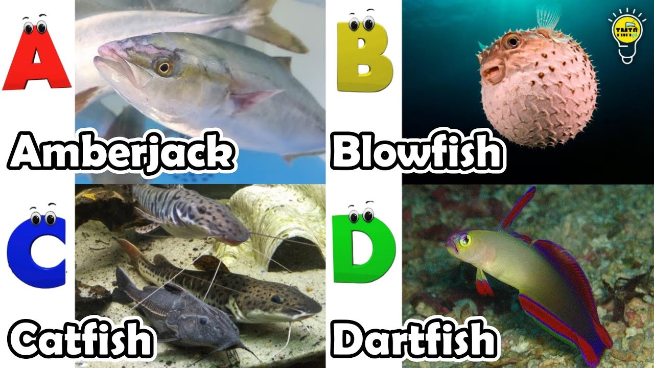 Sea animals for kids | ABC phonics animals | ABC Sea Animals song ...