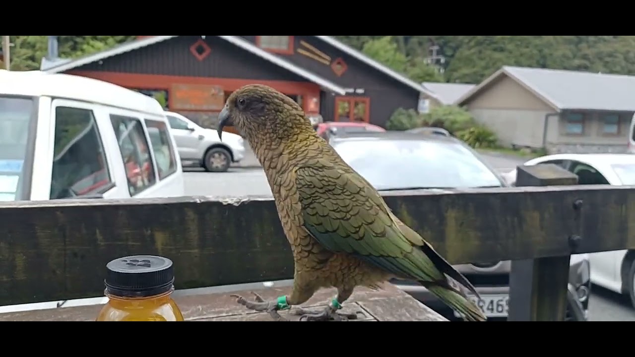 New Zealand Kea trying to steal my pie - YouTube