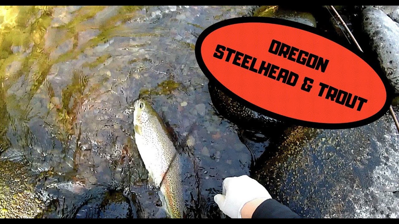 Oregon Steelhead Fishing | Bobber Down + Bonus Trout, Tips and ...