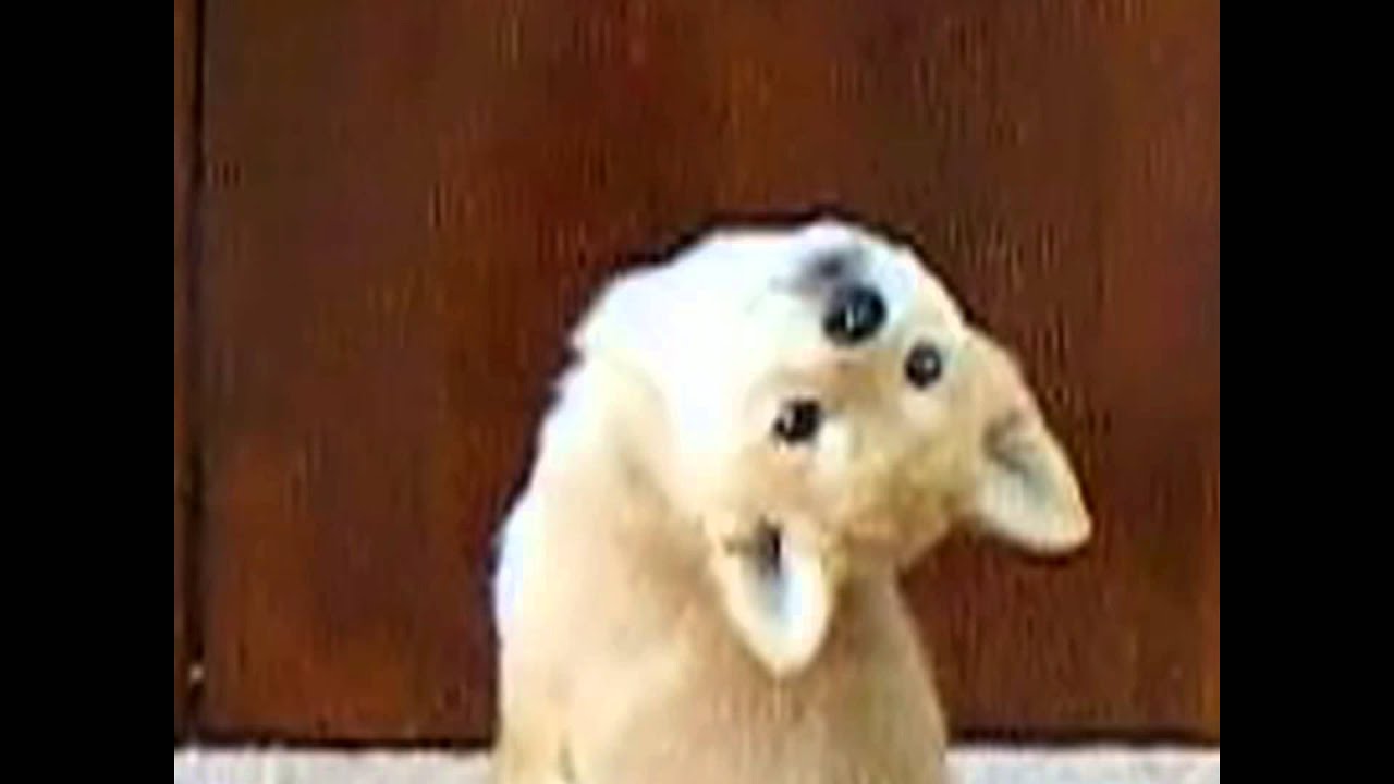 Dramatic Shiba Inu - YouTube