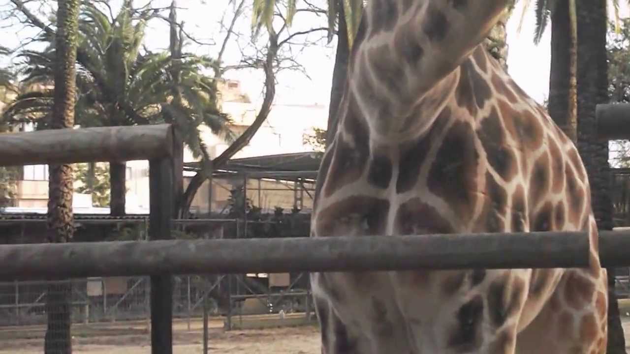 mimi neve - lecata di una girafa - YouTube