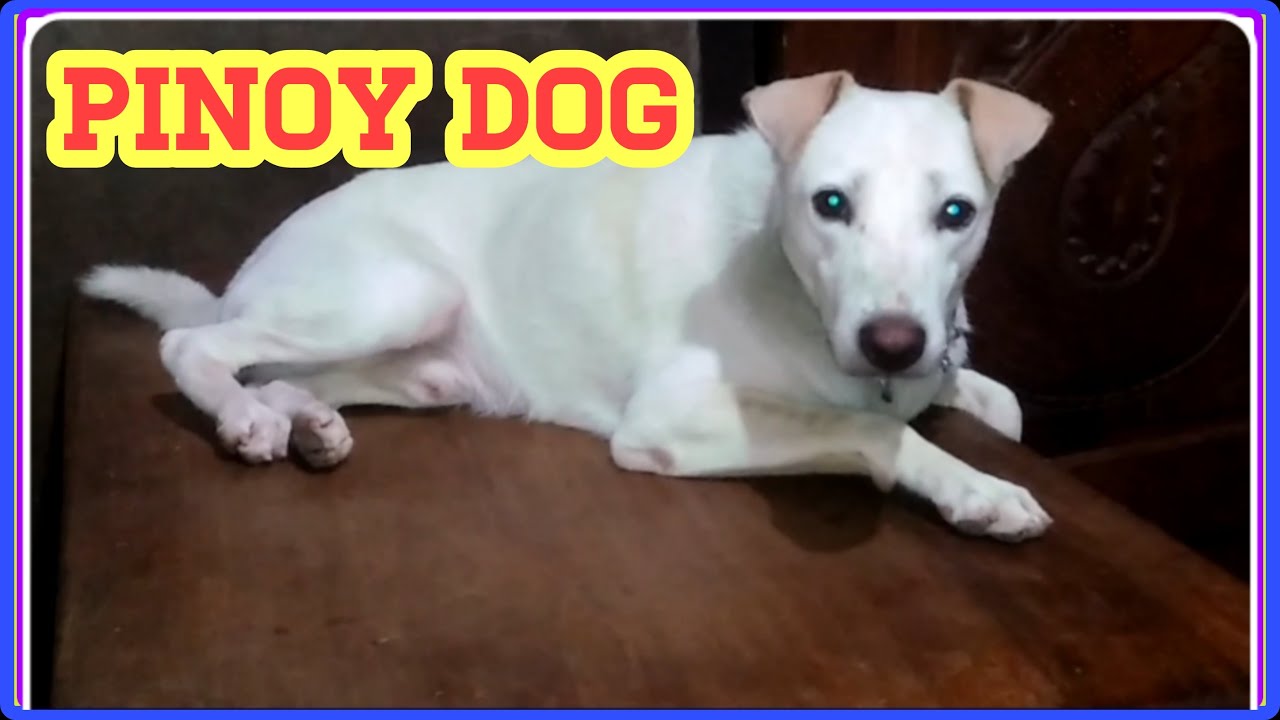 PINOY DOG l DER DOGS - YouTube