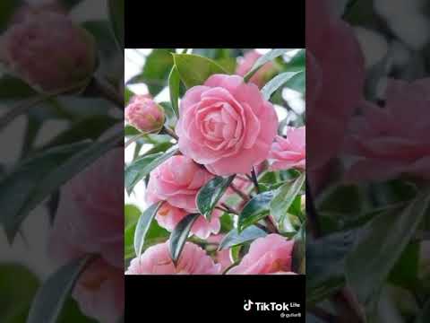 Maraqlı statuslar, mənalı statuslar Maraqlı status üçün video