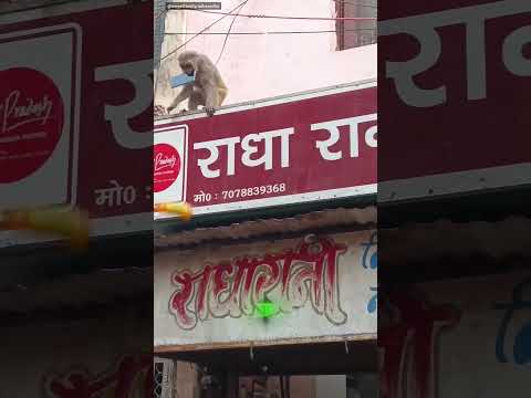 Maymun telefonu yürütmüş 😂