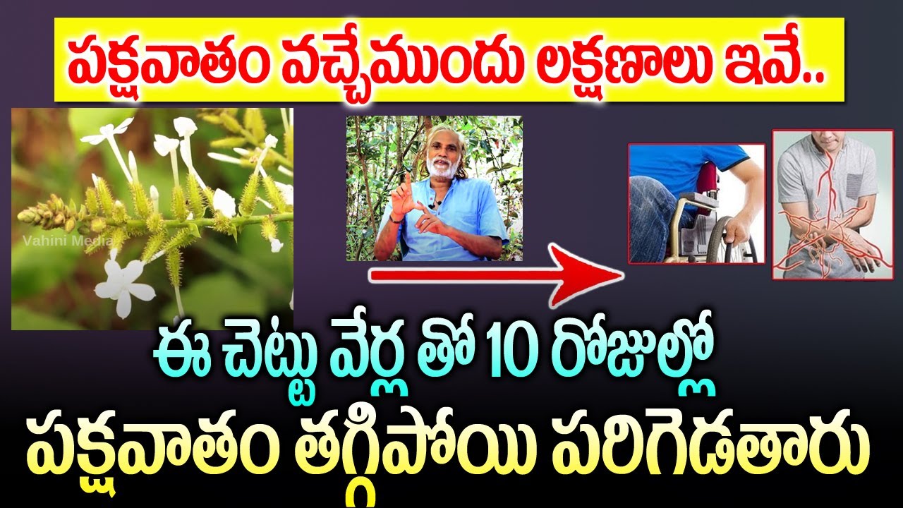 ఈ చెట్టు వేర్లతో ఏళ్లనాటి నుంచి ఉన్న పక్షవాతం తగ్గిపోయి పరిగెడతారు ...