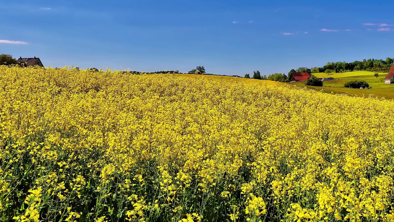 Concerto pour une vie-Robert et Anne St-Onge - YouTube Music