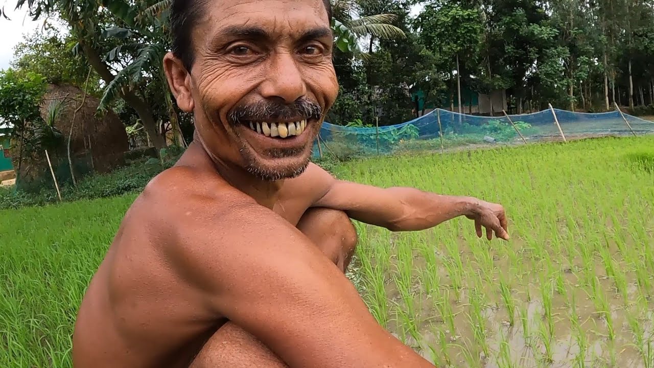 ধানের চারা মন মত হয়েছে কৃষক খুব ফুরফুরা | আমন ধান চাষ | Amon Dhan ...