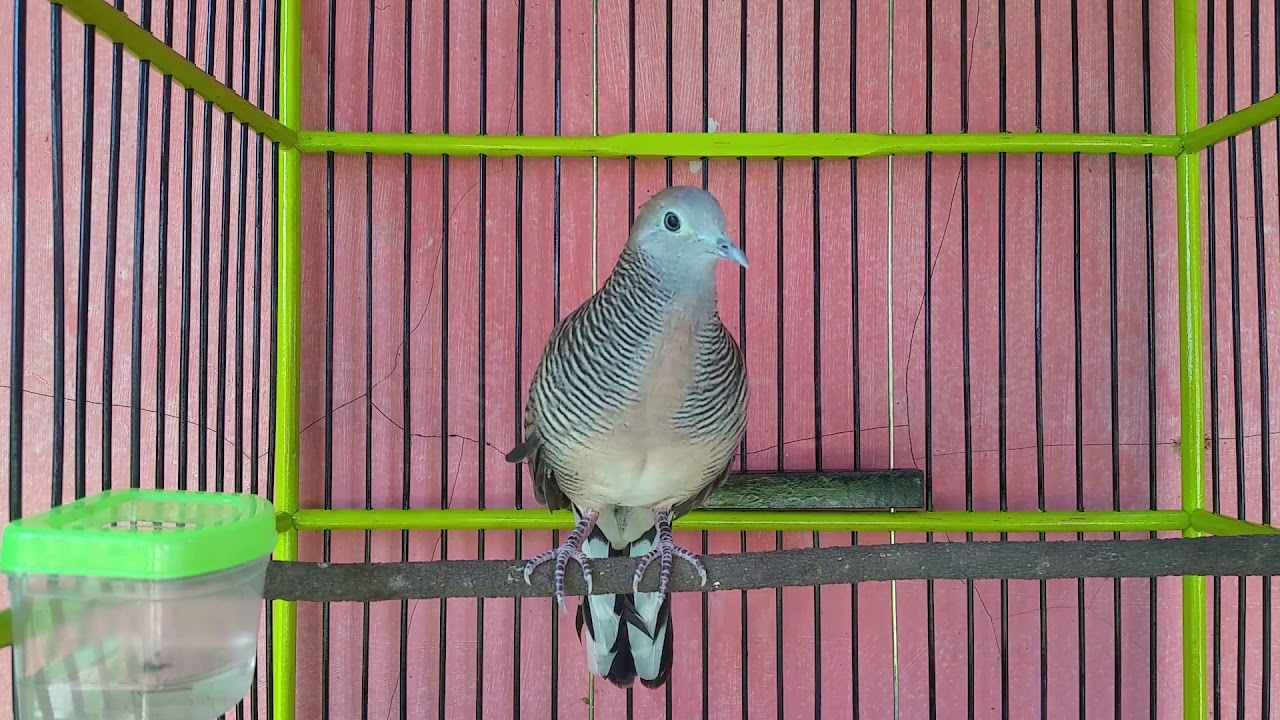 Perkutut LOKAL Pemikat untuk semua jenis perkutut ikut NGAYER. - YouTube