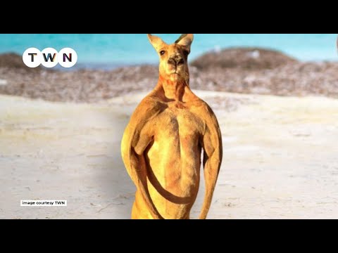 5 Reasons Why Male Kangaroos Are So Buff - YouTube