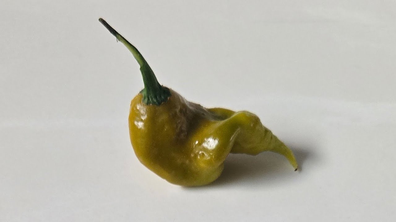 Trinidad Viper Mustard... beautiful flavor with a balanced warmth ...