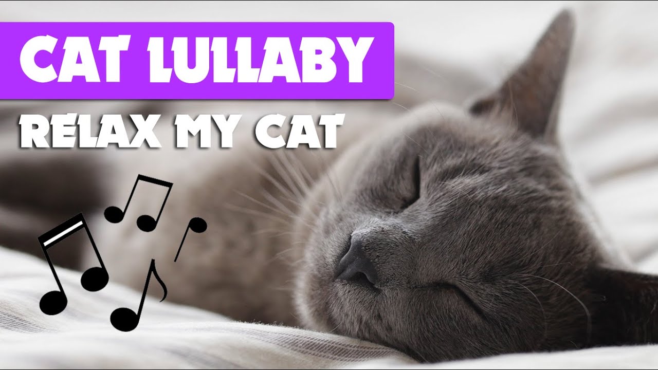 CAT LULLABY songs ♫ relax my cat and calm MUSIC FOR CATS - YouTube