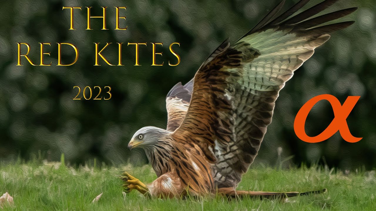 The Red Kites of Wicklow ~ 2023 ~ IRISH WILDLIFE PHOTOGRAPHY - YouTube