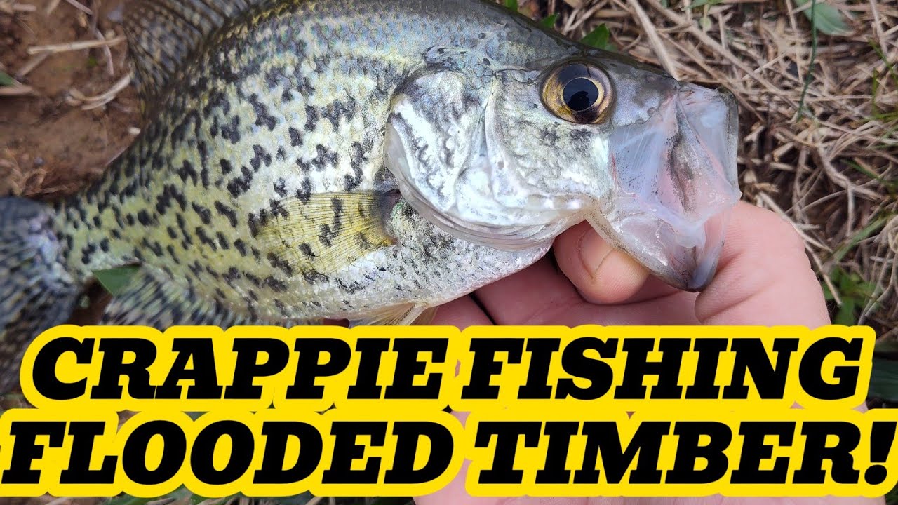 Use This EASY Technique To Catch A LIMIT Of CRAPPIE! - YouTube