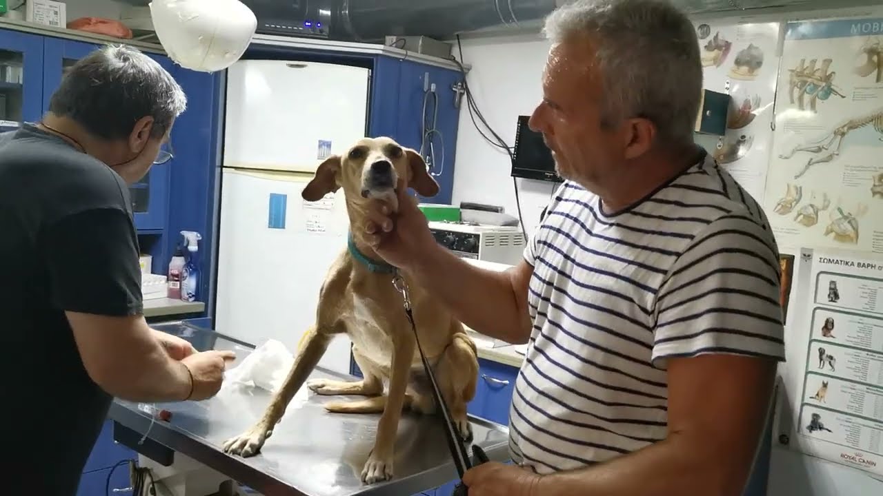 Rescued Dog is Back at the Vet 13th August - YouTube
