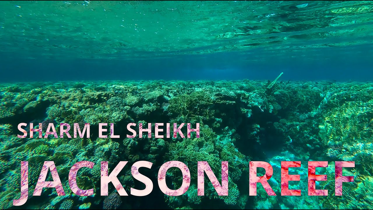 Scuba Diving Jackson Reef Sharm El Sheikh Egypt - Bluedotted Stingray ...