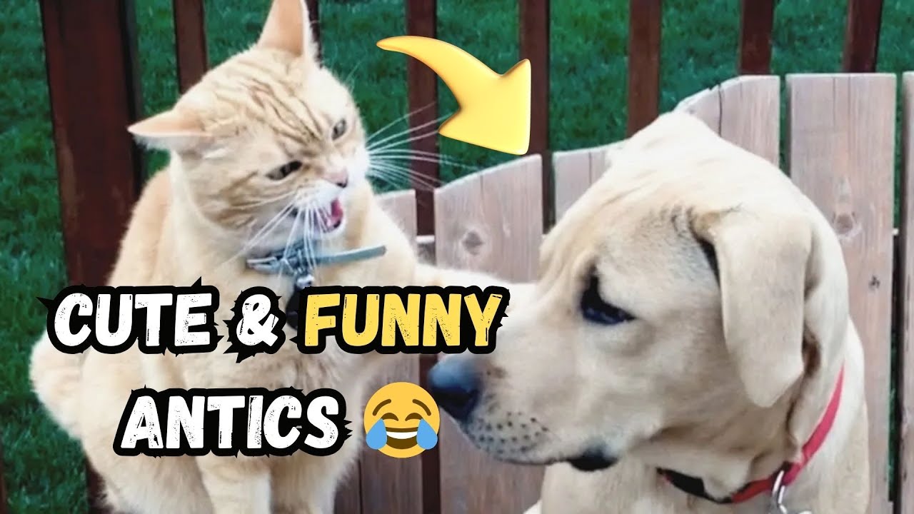 Hilarious Pet Fails Compilation | Funniest Animal Moments Ever ...