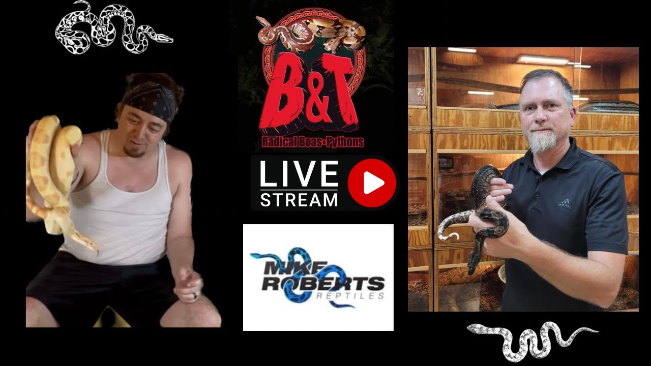 Live Q&A with Mike Roberts - YouTube