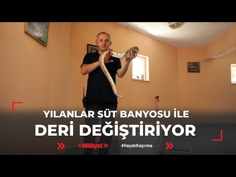 Yılanlar süt banyosu ile deri değiştiriyor